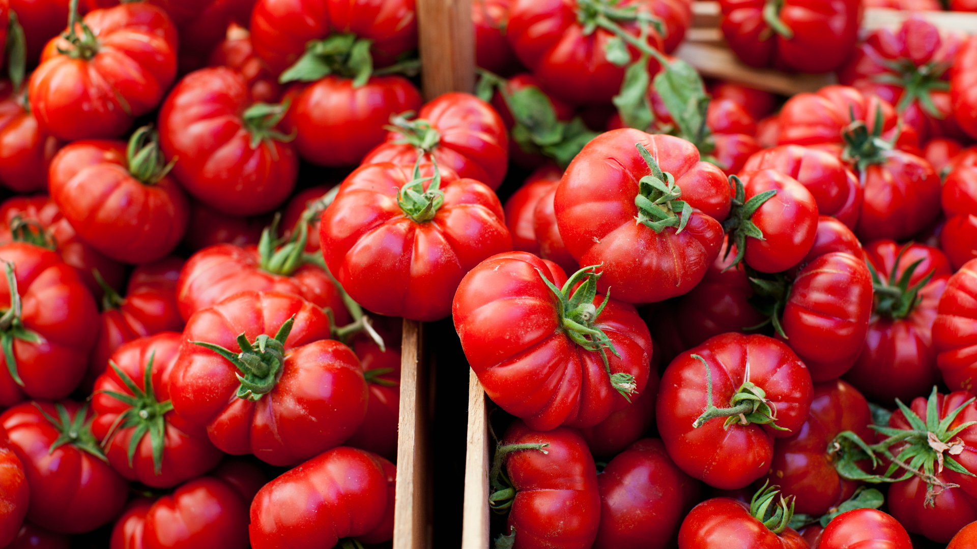 A Guide to La Tomatina in Buñol, Valencia